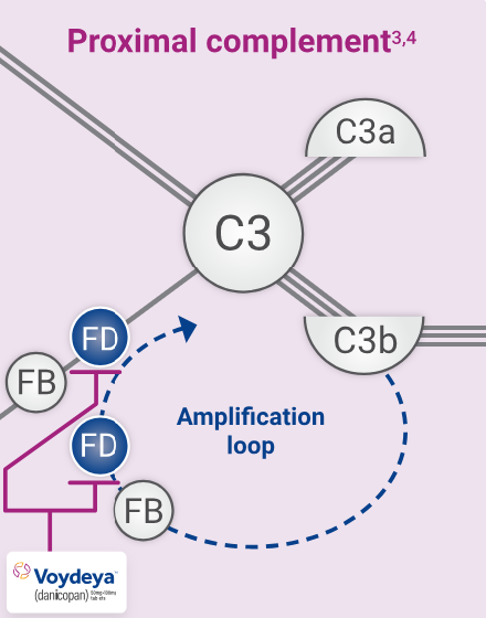 VOYDEYA™ (danicopan) Control IVH & EVH | Dual Inhibition of Complement
