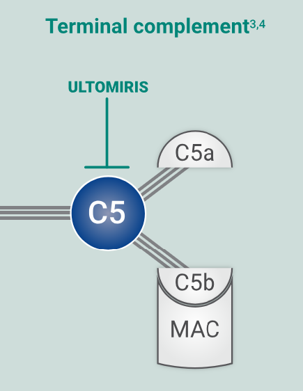 VOYDEYA™ (danicopan) Control IVH & EVH | Dual Inhibition of Complement